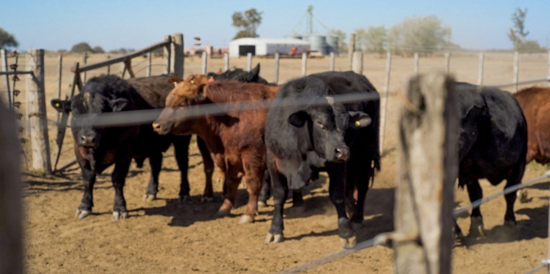 Bull fertility testing matters – Dyneval
